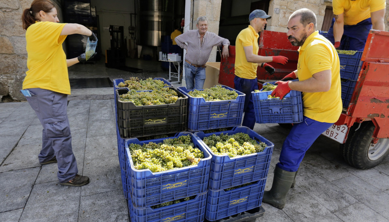 La DO Rías Baixas está en plena faena de vendimia y las bodegas ya ...