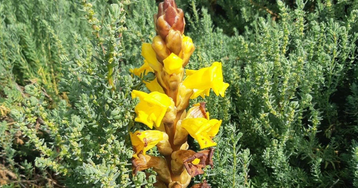 El CES subraya la aparición de una planta “moi singular e escasa” en el ...