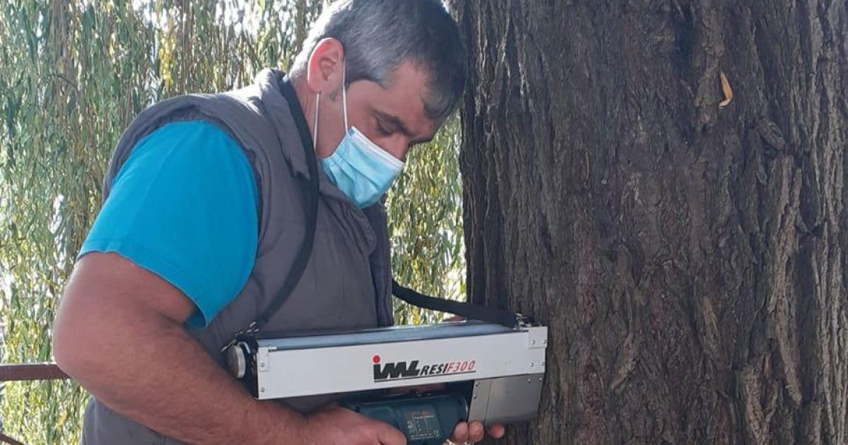 Medio Ambiente examina el estado de los árboles del parque de Celso ...