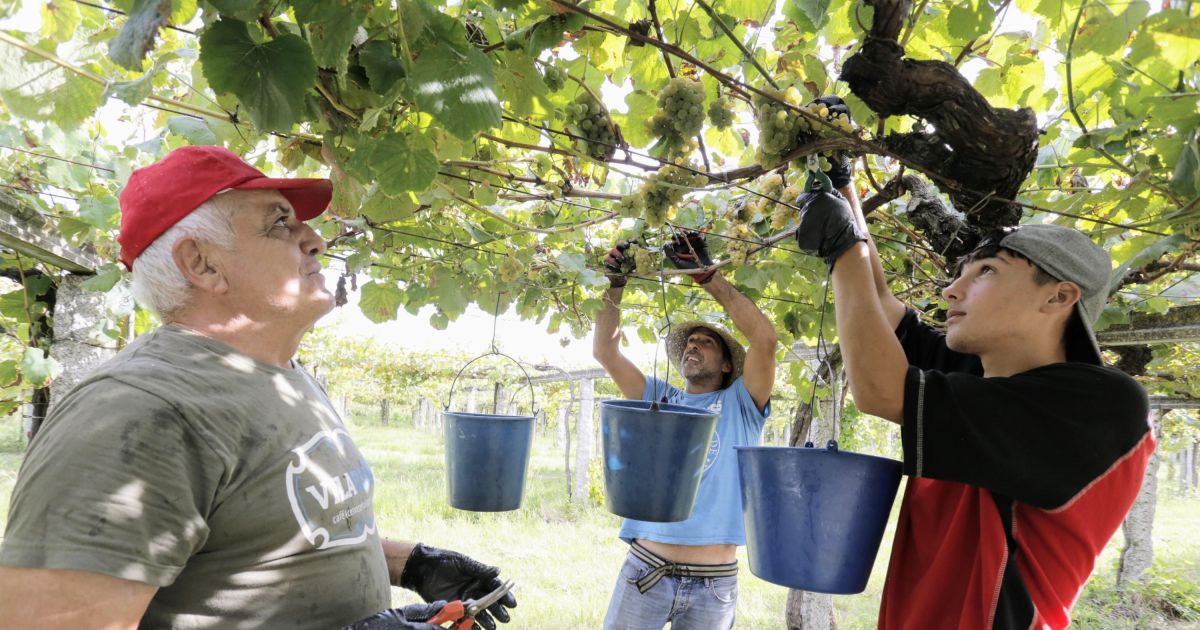 La DO Rías Baixas está en plena faena de vendimia y las bodegas ya ...