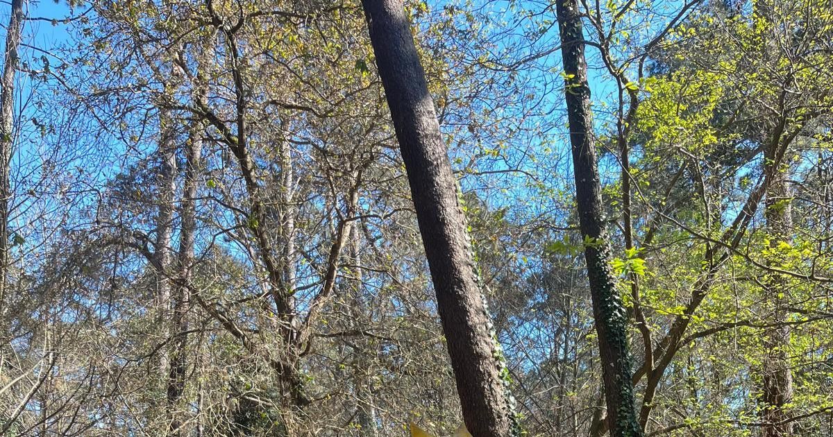 La Aldea de los Grobits se llena de animales de madera a través del ...